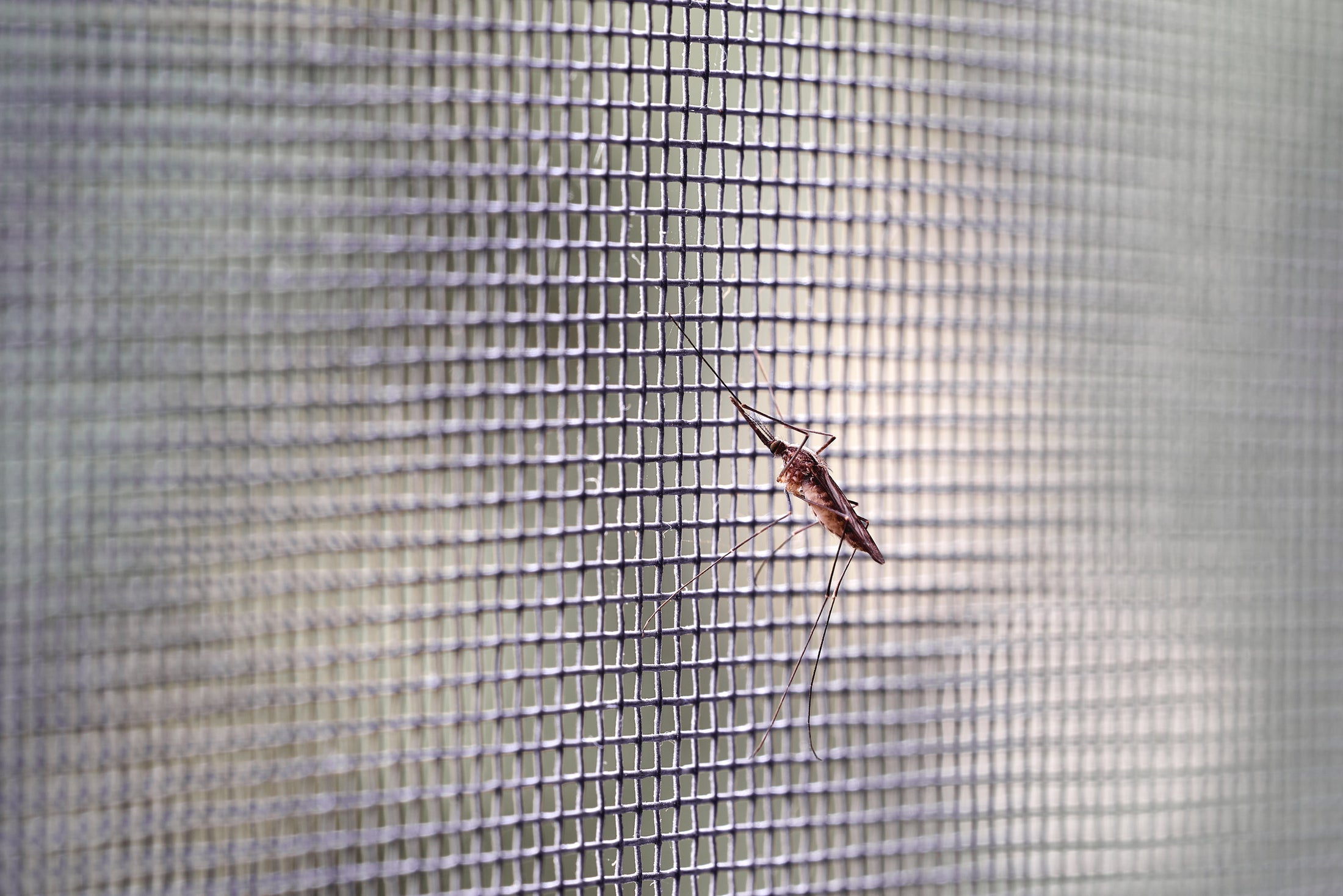 DIY vs. Professional RV Bug Screens: A Brief Comparison