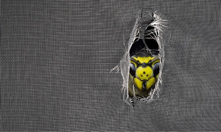 3 Common Causes of Damage in Bug Screens